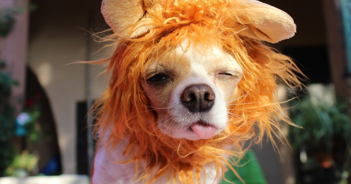 Tiny Chihuahua Does His Fiercest Lion Imitation and He's Adorably ...