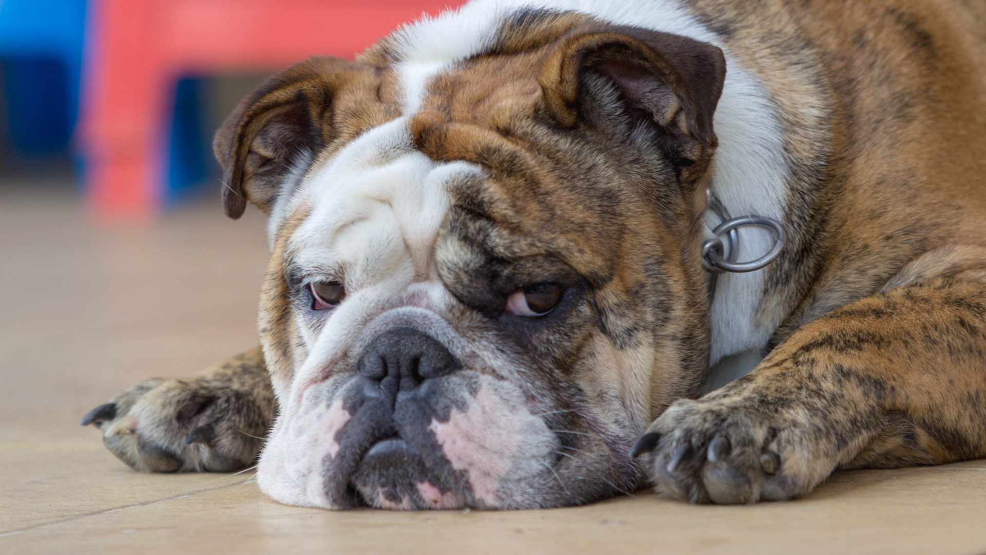 Bulldog's Angry Whines Over 'His' Fireplace Being Turned Off Are Full ...