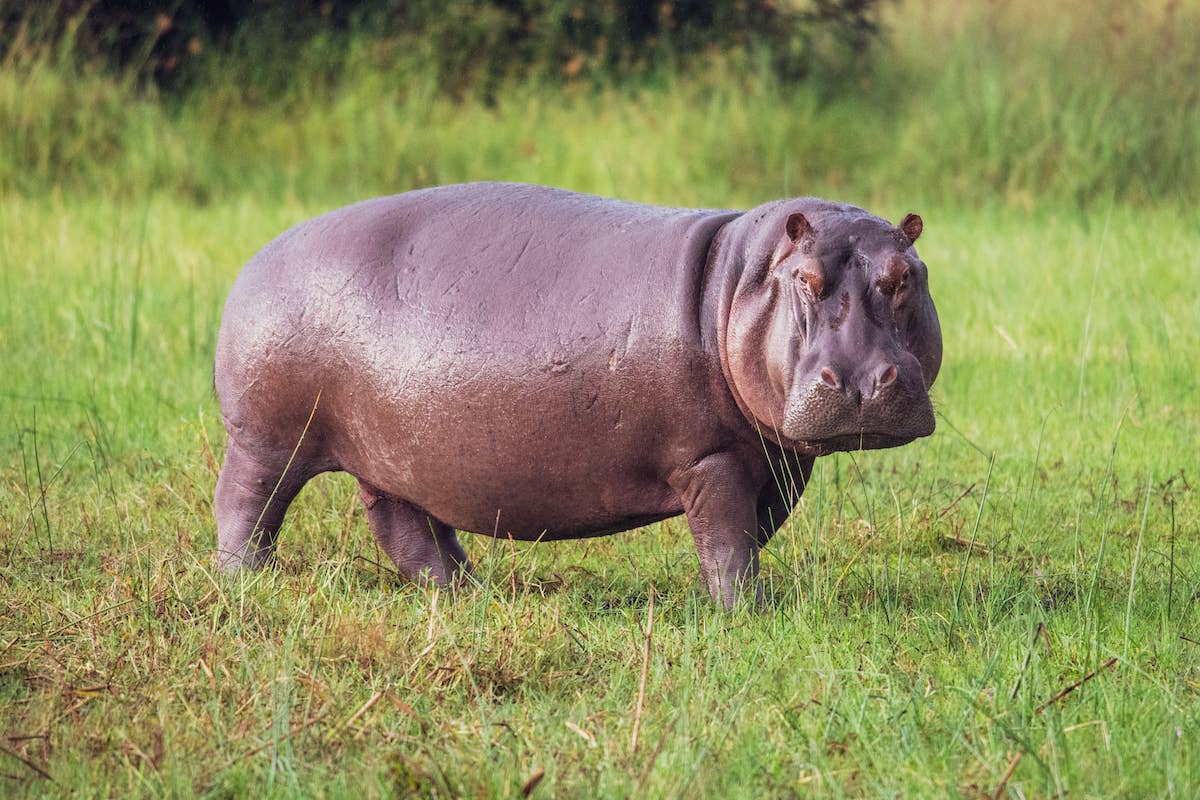 Viviana the Hippo Celebrates 50th Birthday at Disney's Animal Kingdom ...