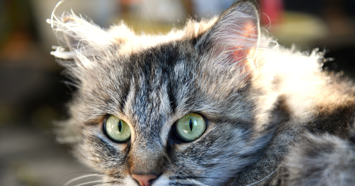 Unbothered 21-Pound Tabby Cat Is Blowing People Away With His Massive ...