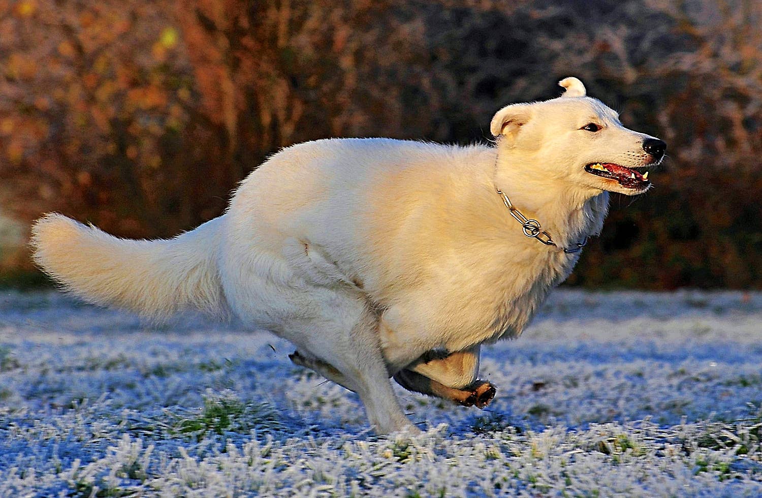 5 Best Livestock Guard Dogs for Sheep, Goats, and Other Herds - PetHelpful
