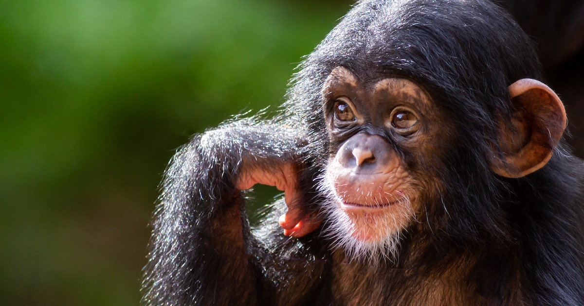 Smiling Baby Bonobo Ape Already Knows Her Best Camera Angles and It's ...