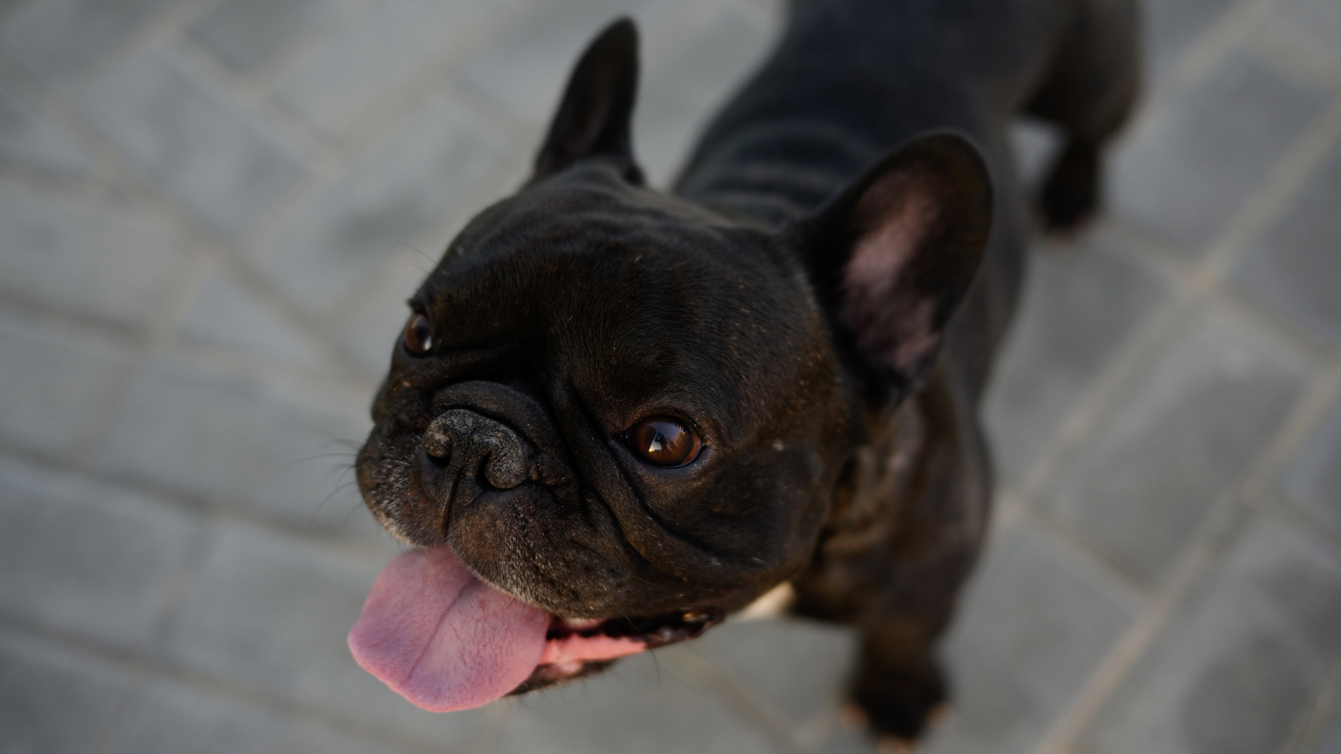 Blind, Deaf, and Abused French Bulldog's Transformation After Finding ...