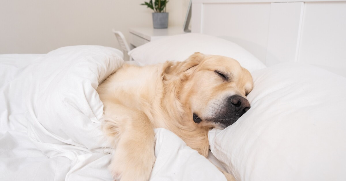 Golden Retriever’s Lazy Fetch Game Delights Pet Parents - PetHelpful