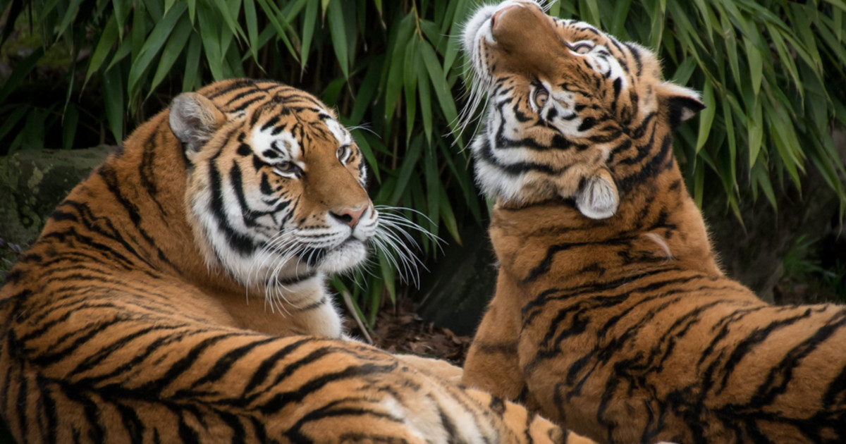 Gorgeous Tiger Brothers Take on a Giant Pickle at Oregon Zoo & It's Too ...