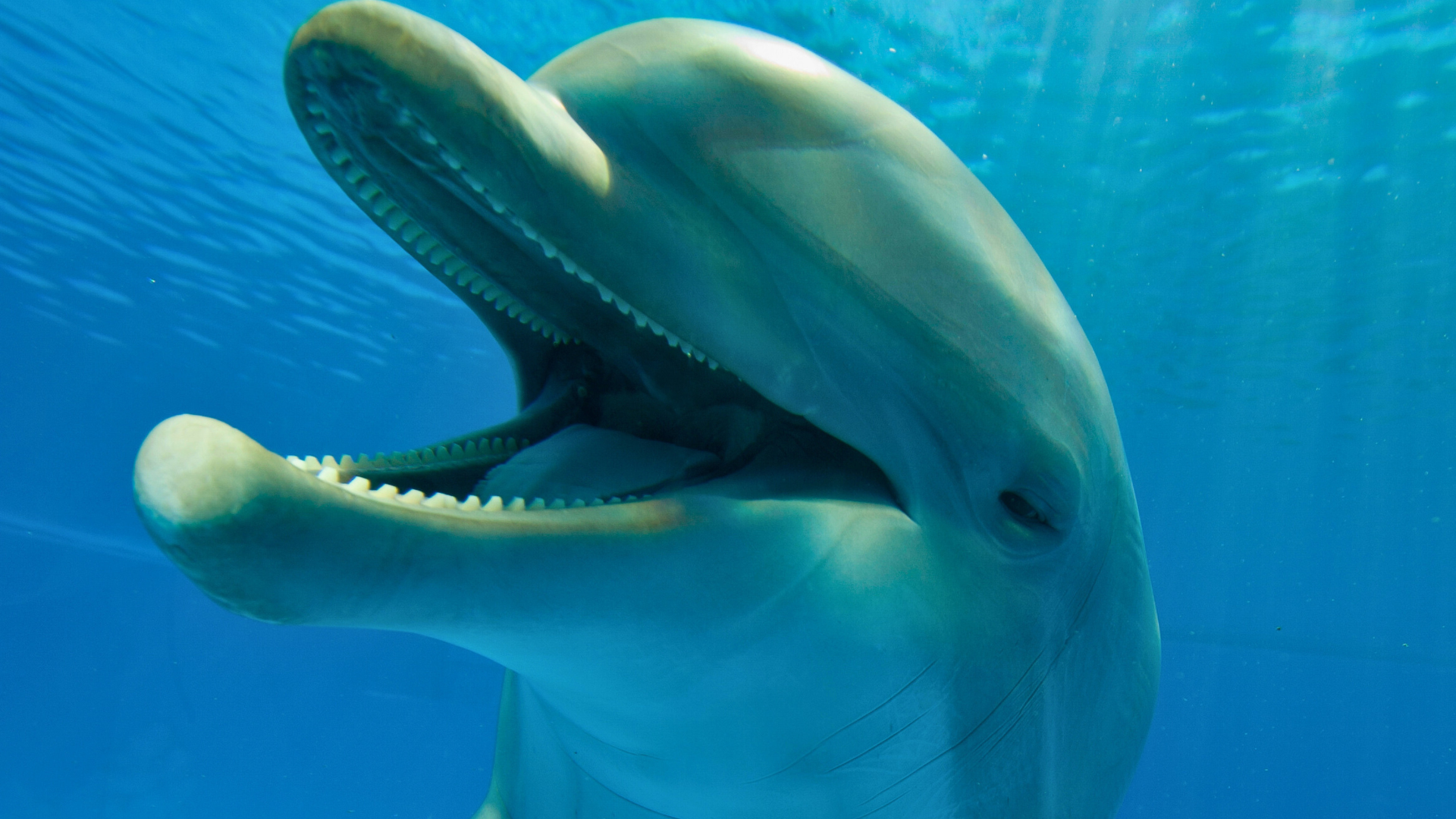 Stunning Video of Dolphins 'Joining' Surfers for Fun Off CA Coast Is ...