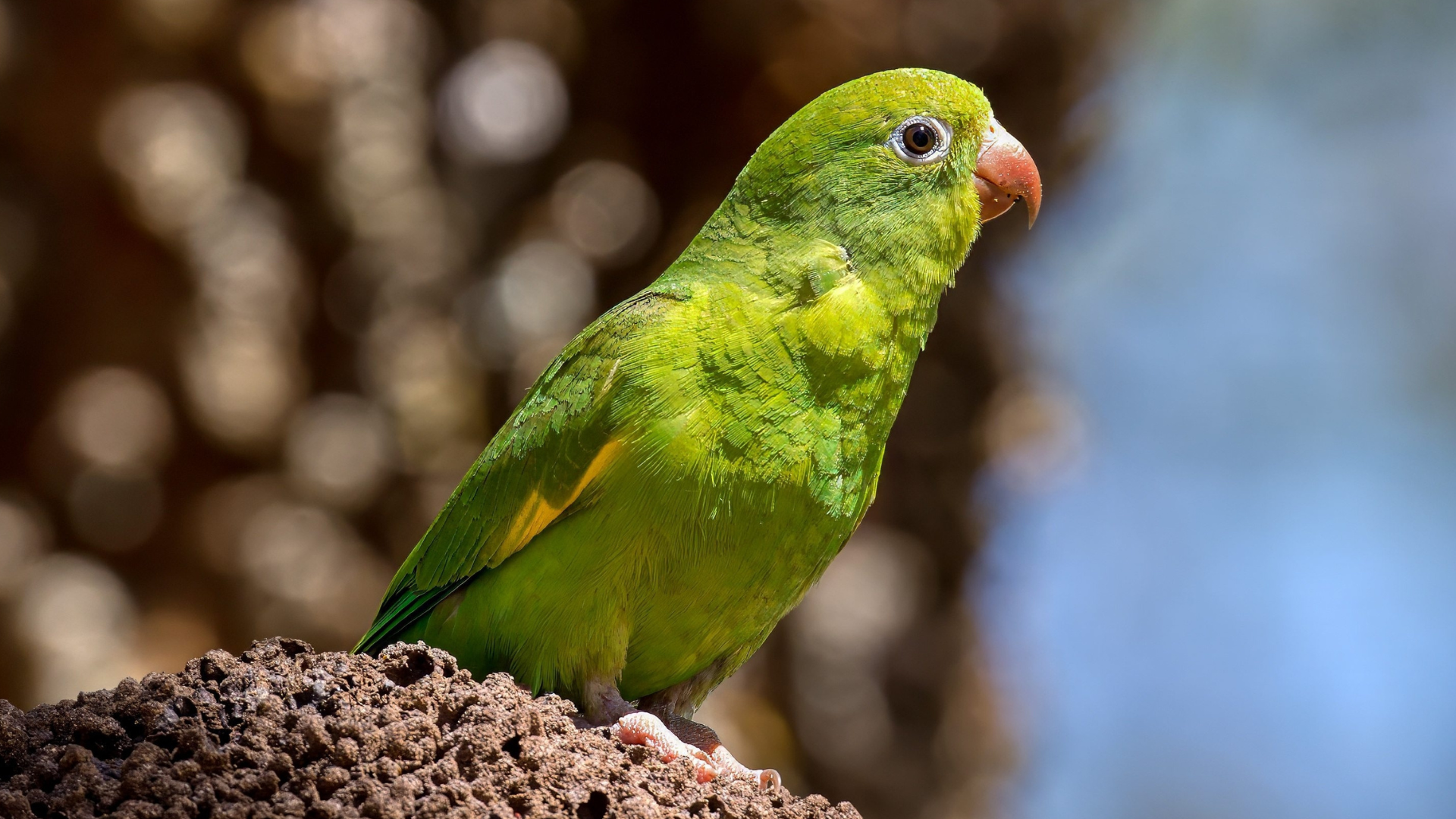 Blind Parrot’s ‘Berry Rec Room’ Looks Like Something Out of a Crime ...