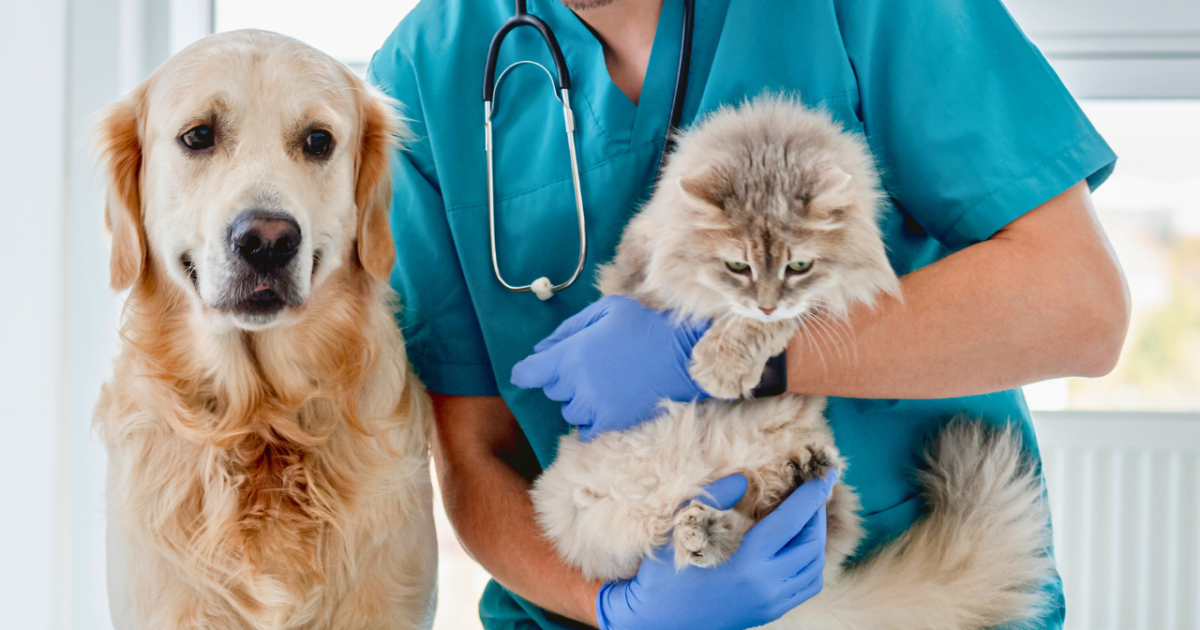 The Danger of Skipping Your Pet's Annual Vet Visit - PetHelpful