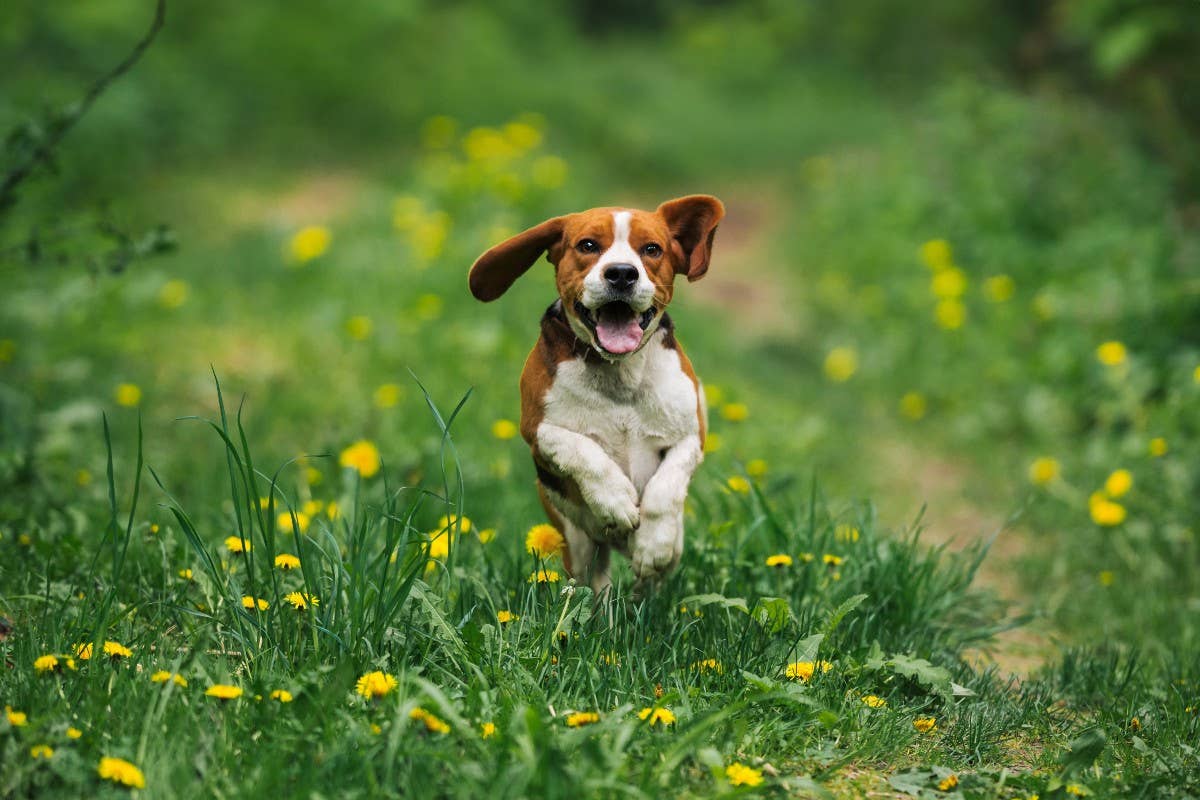 Tiny but Ambitious Beagle Chasing a Herd of Deer Is Literally Living ...