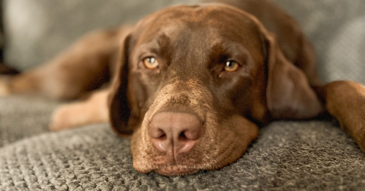 Chocolate Labrador's Disgruntled 'Moo' Has People Laughing Out Loud ...