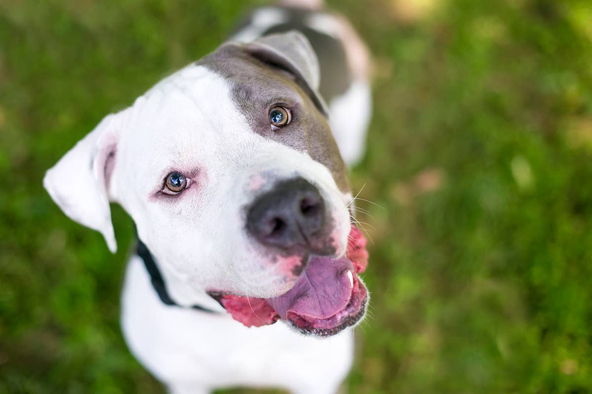 Rescue Pit Bull Overcome with Joy After Instantly Recognizing Shelter ...