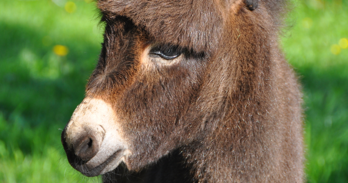Sweet Baby Donkey Who Loves to Cuddle Her Humans Has Everyone Turning ...
