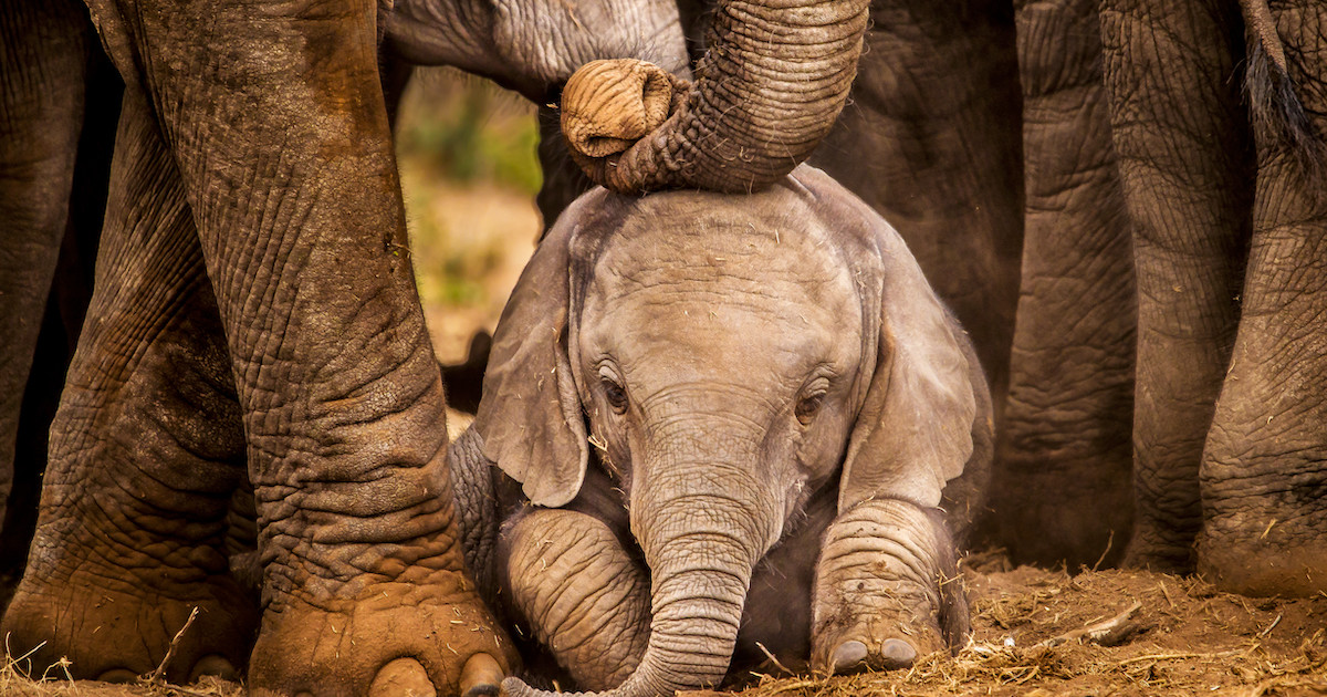 Elephants Form Circle of Protection When Young One Falls - PetHelpful