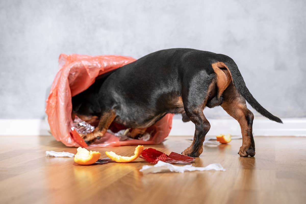Safe and Easy DIY Trick Promises to Keep Pets Out of the Garbage for ...