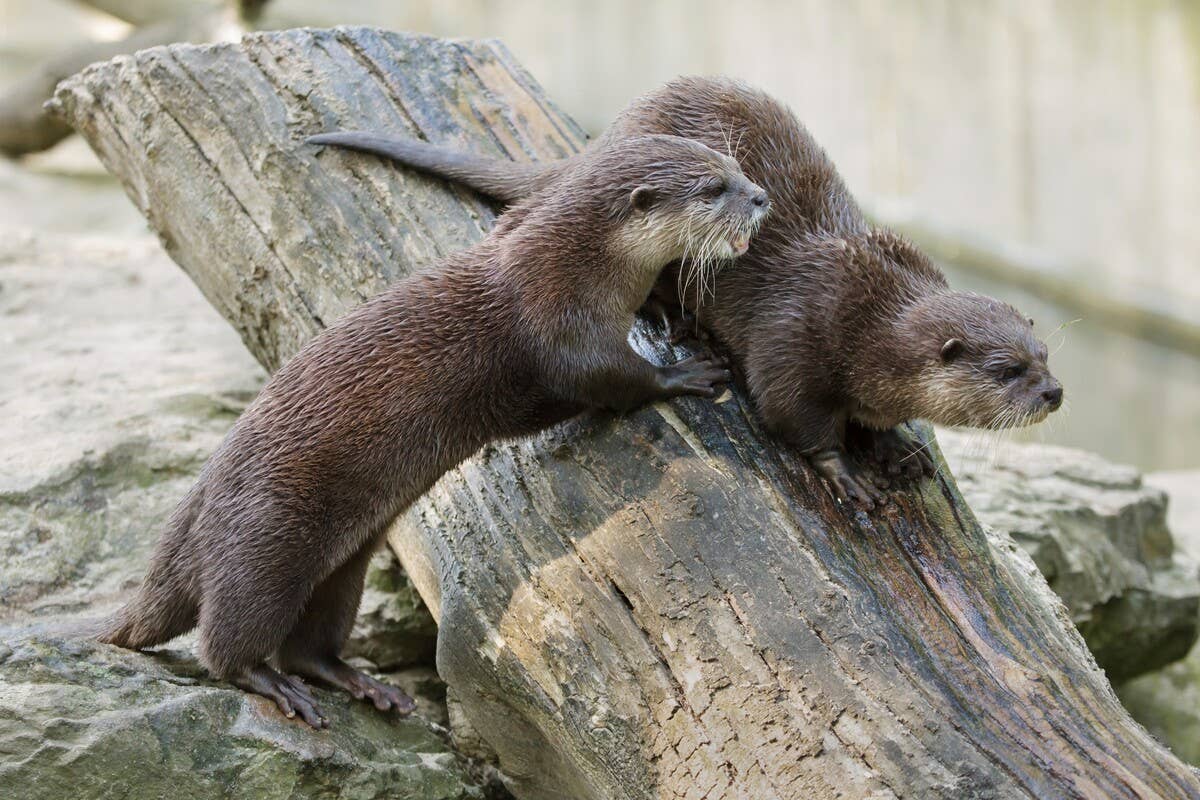 Rescued Otter Brothers’ Uncanny Ability to ‘Freeze’ Has People Asking ...