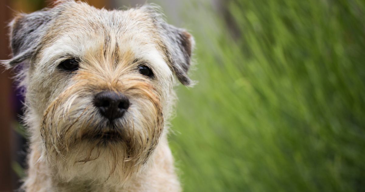 Border Terrier's Hilarious 'Grumbles' Make Him Sound Like He's 'Full of ...