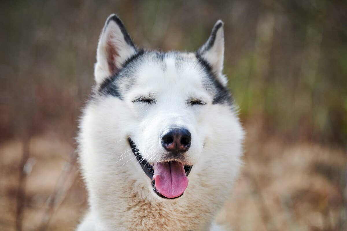 Husky Unlocks 'New Party Trick' by Flipping and Catching His Own Treats ...