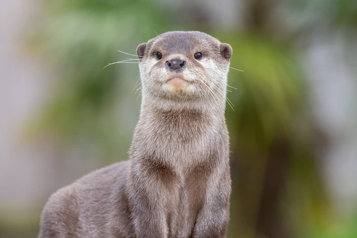 Rescue Otters Trying to ‘Figure Out’ What to Do with Watermelon Are ...