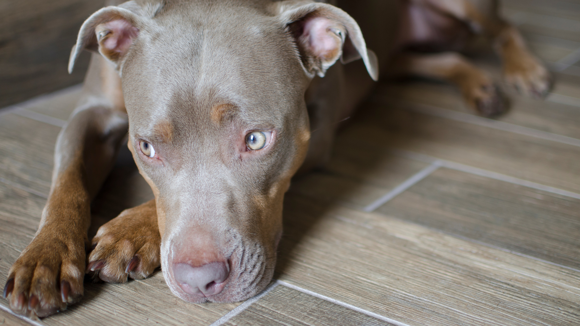 Kindhearted Shelter Pit Bull Sadly 'Lies on Crate' Just Hoping Someone ...
