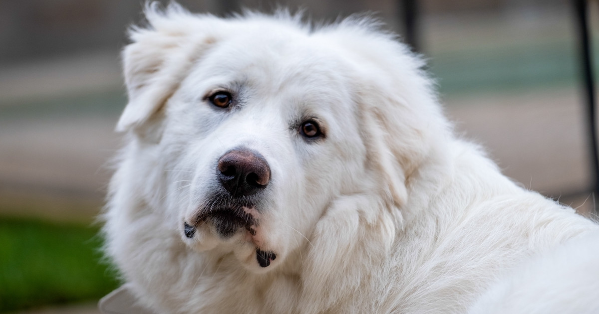 Sweet Video Shows Kitten Comfort Nursing on Giant Great Pyrenees Dog ...
