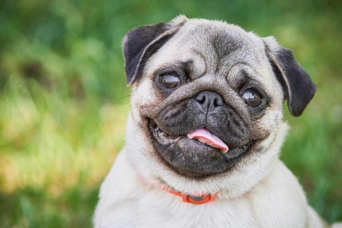 Little Pug’s Love for His Massive Lamb Chop Stuffy Has People in Their ...