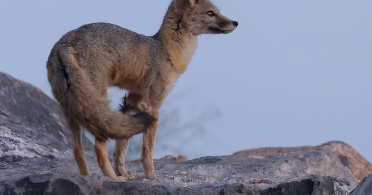 Video Captures Rare Glimpse of Endangered Species on Trial Cam in ...