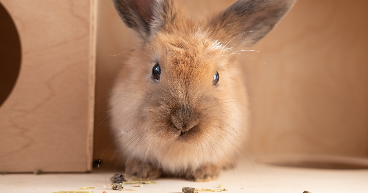 TikTok Video of Rabbits With Zoomies and Binkies Is Perfect - PetHelpful