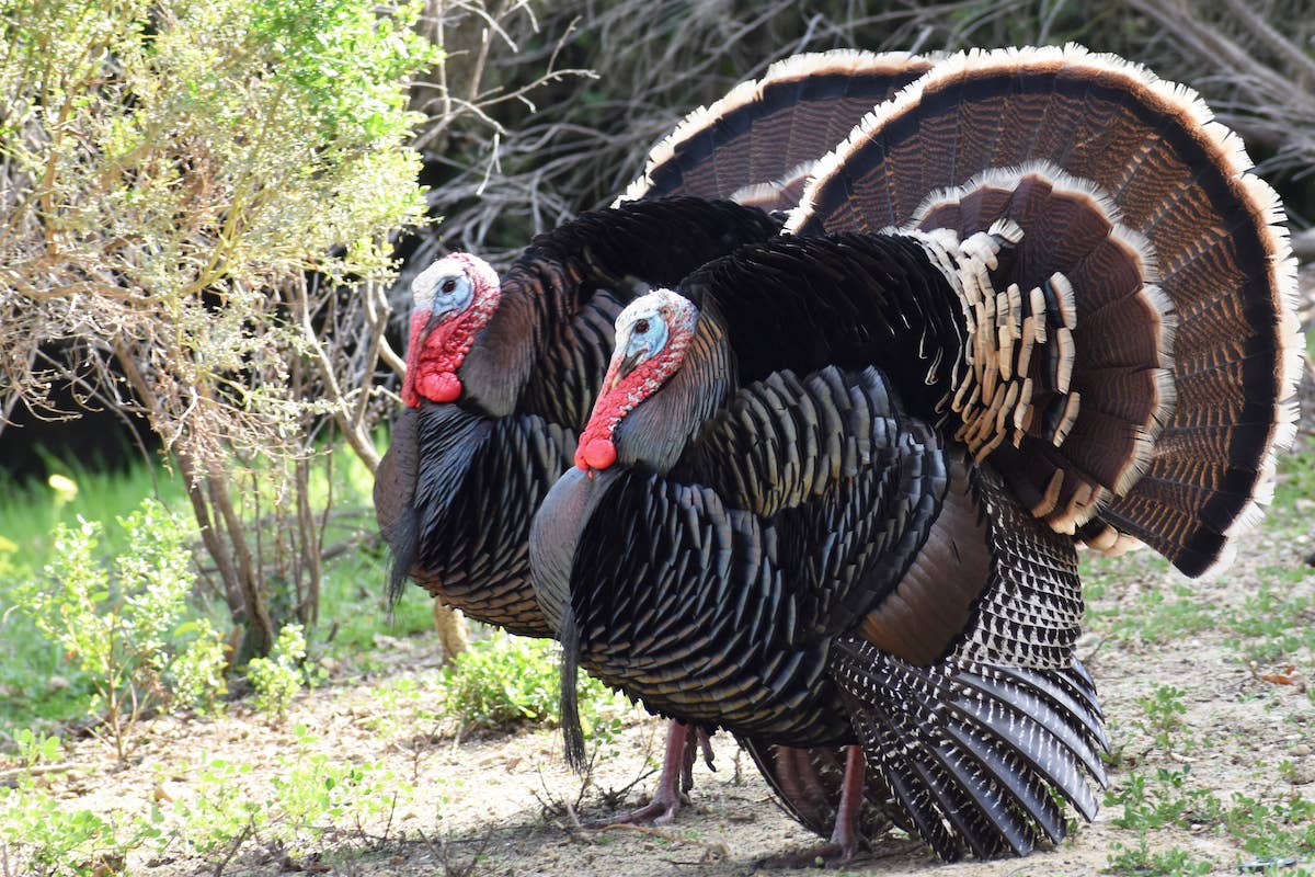 Pet Turkeys' Passionate 'Protests' for 'Justice' Have People Laughing ...