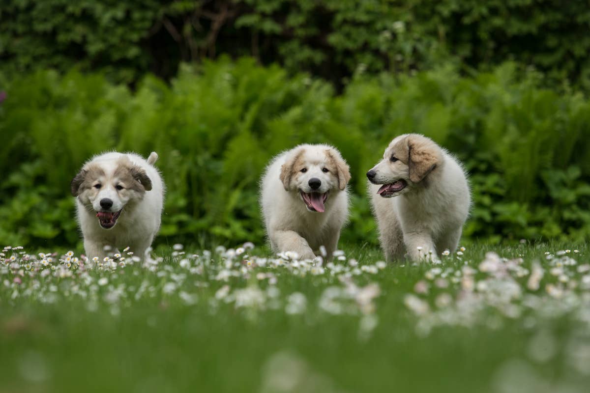 3 Great Pyrenees Puppies Magically Appear in Lucky Dog Parents' Yard ...