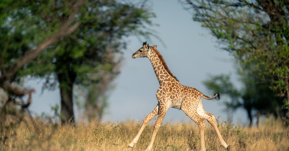 Memphis Zoo’s New Baby Giraffe Is as Rambunctious as a Toddler - PetHelpful