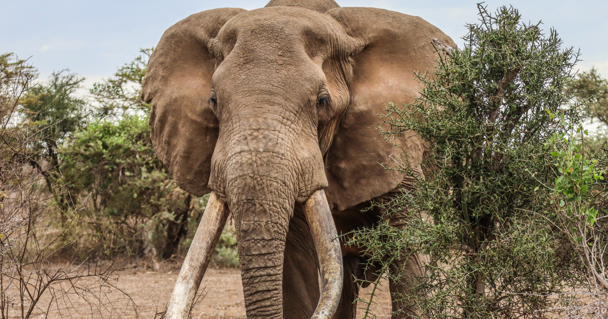Tired Elephant Needs 5 Minutes to Herself and Parents Everywhere Can ...