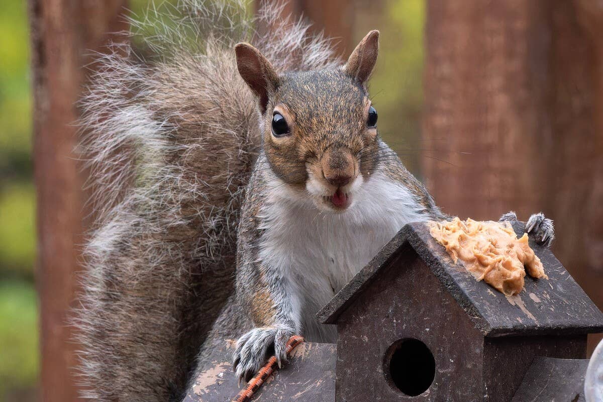 Squirrel Eating Nutella on a Roof Is ‘Living the Life’ We Can Only ...