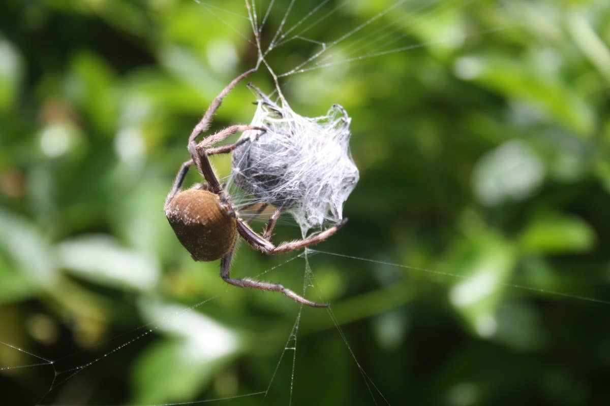 Spider Webs Cover Everything and 'Look Like Snow' During Australia's ...