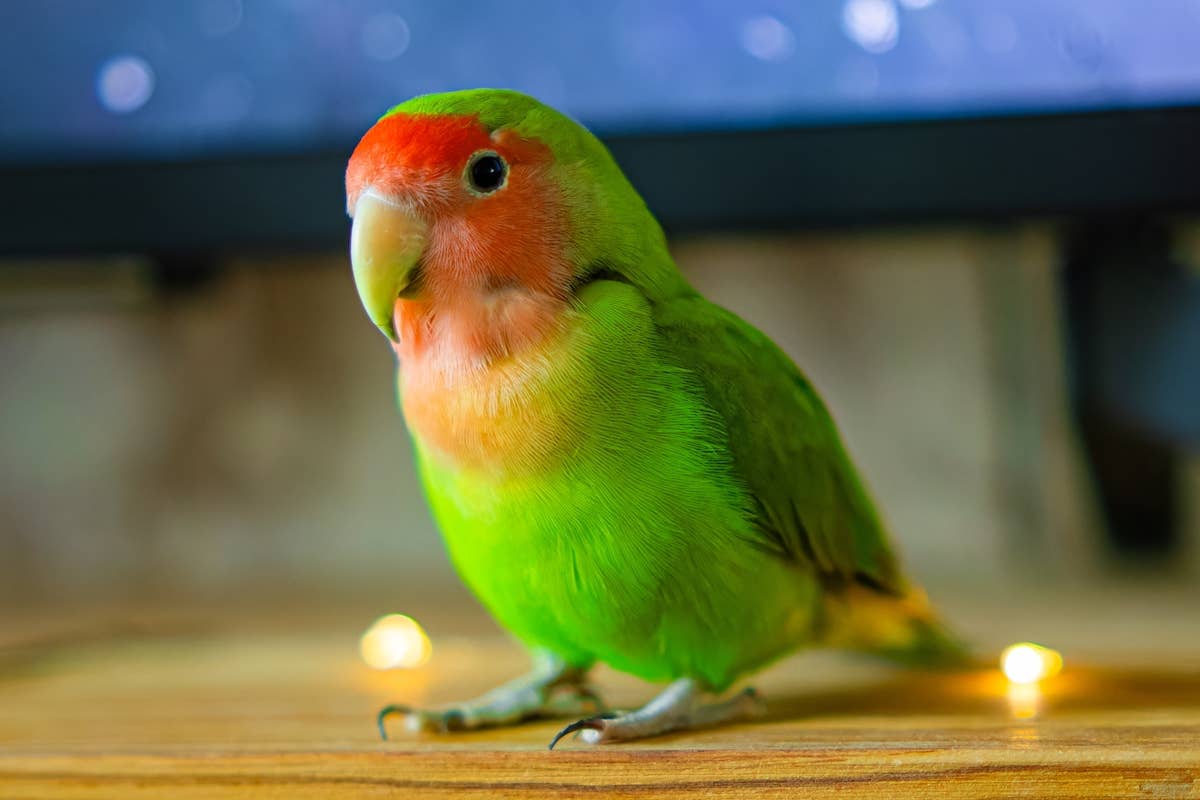 Tiny Parrot Showing Off His Moves to 'All His Gals' Is Such a True ...