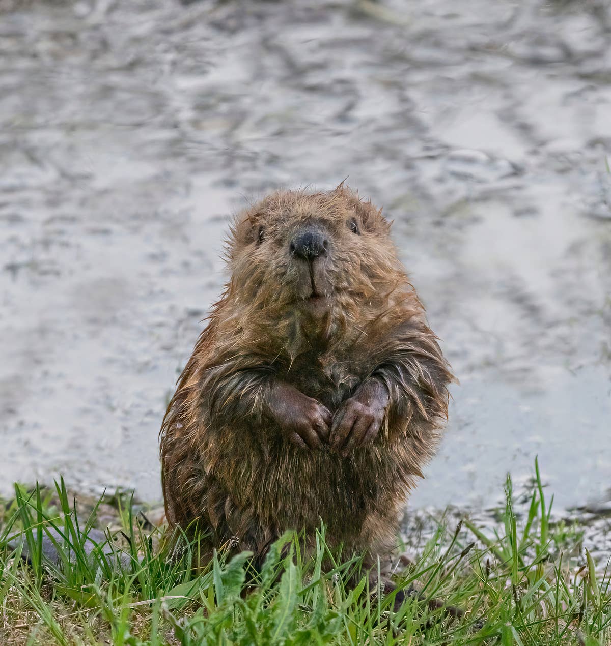 Sweet Video of Rescued Baby Beaver Grooming Itself Is Melting Everybody ...