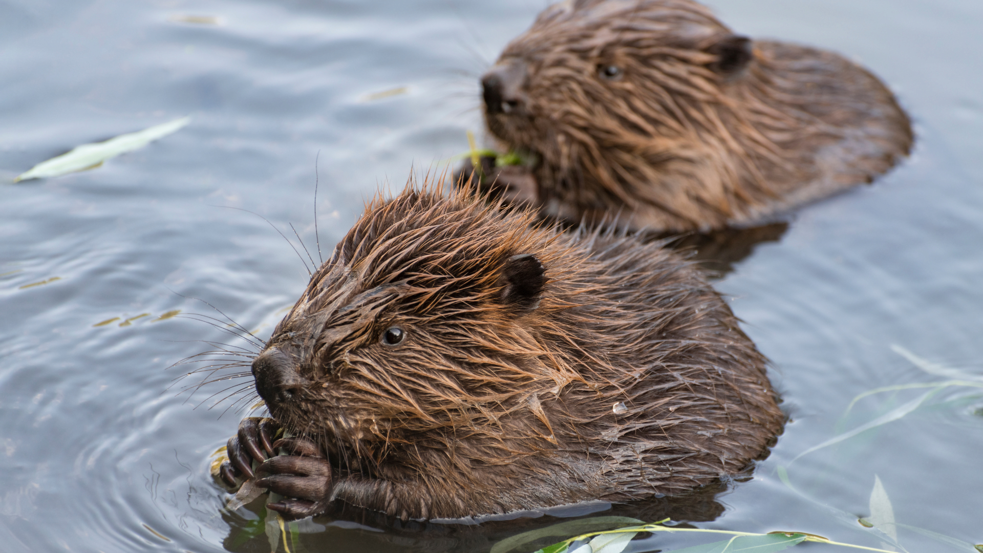 Baby Beavers Having Precious Playtime at Wildlife Rescue Will Make ...