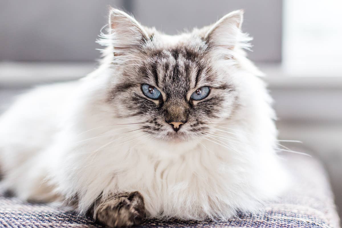 Angry Looking Ragdoll Cat's Precious Meow Is the Total Opposite of His ...
