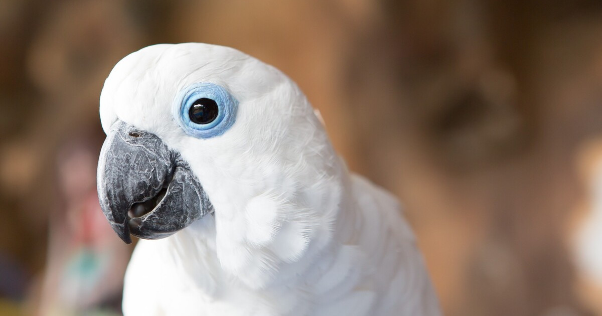 Cockatoo Playing Fetch With New Puppy Is So Cute We Can’t Handle It ...