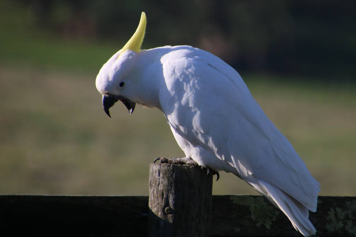 Cockatoo and Monkey Fighting Over Blanket Like Kids Have People Rolling ...