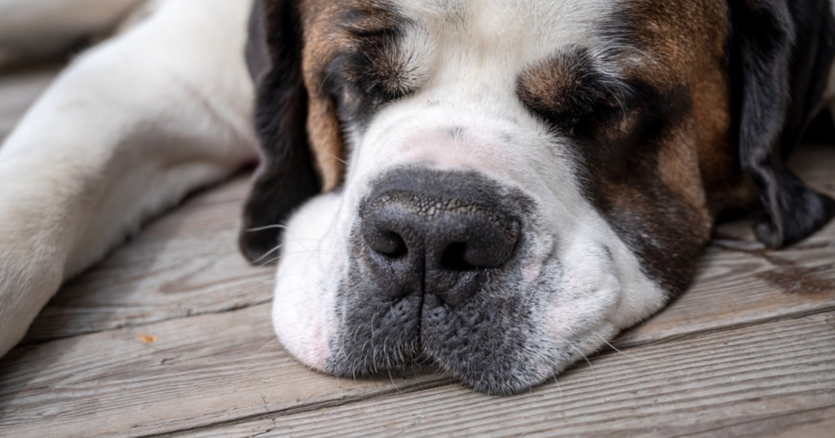 Saint Bernard 'Fakes' Being Asleep but His Tail Gives Him Away - PetHelpful
