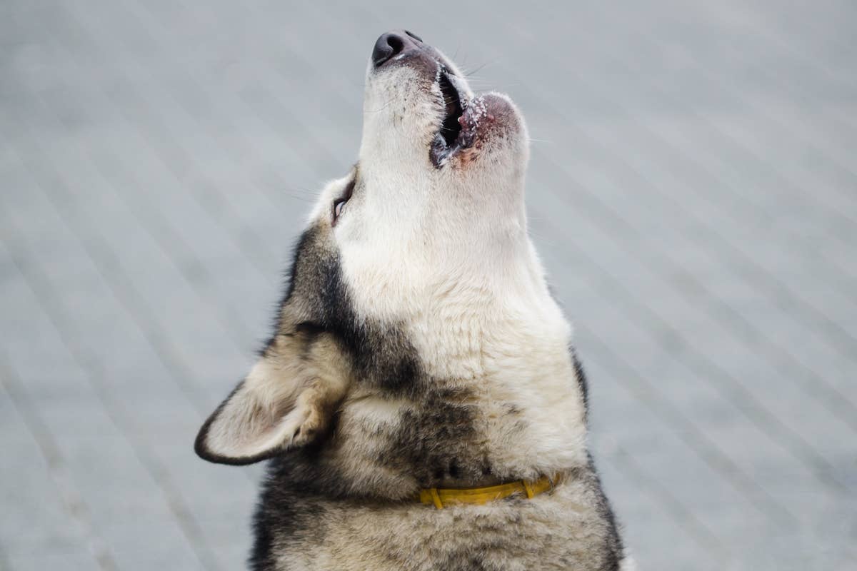 This Husky Is Hilariously 'So Exhausted' From the 'Newborn Trenches ...