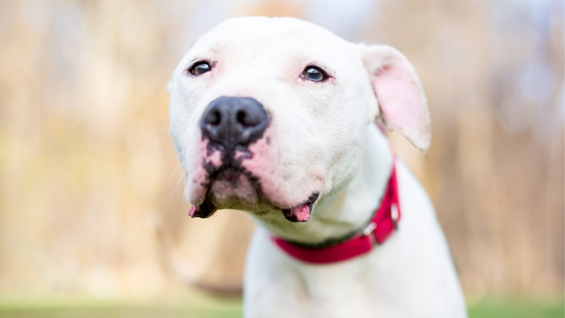 Pit Bull 'Asks for Sympathy' After Hurting His Paw During Zoomies and ...