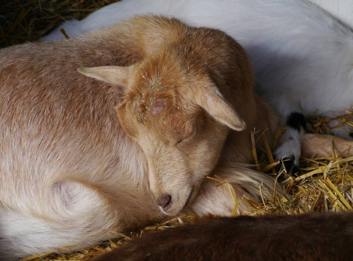 Senior Goat Nearing End of Life Finds Comfort in Cow Friend - PetHelpful