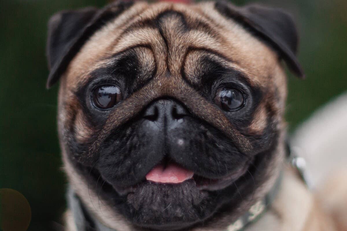 Famous Pug’s University Graduation Complete with Tiny Cap Is an ...