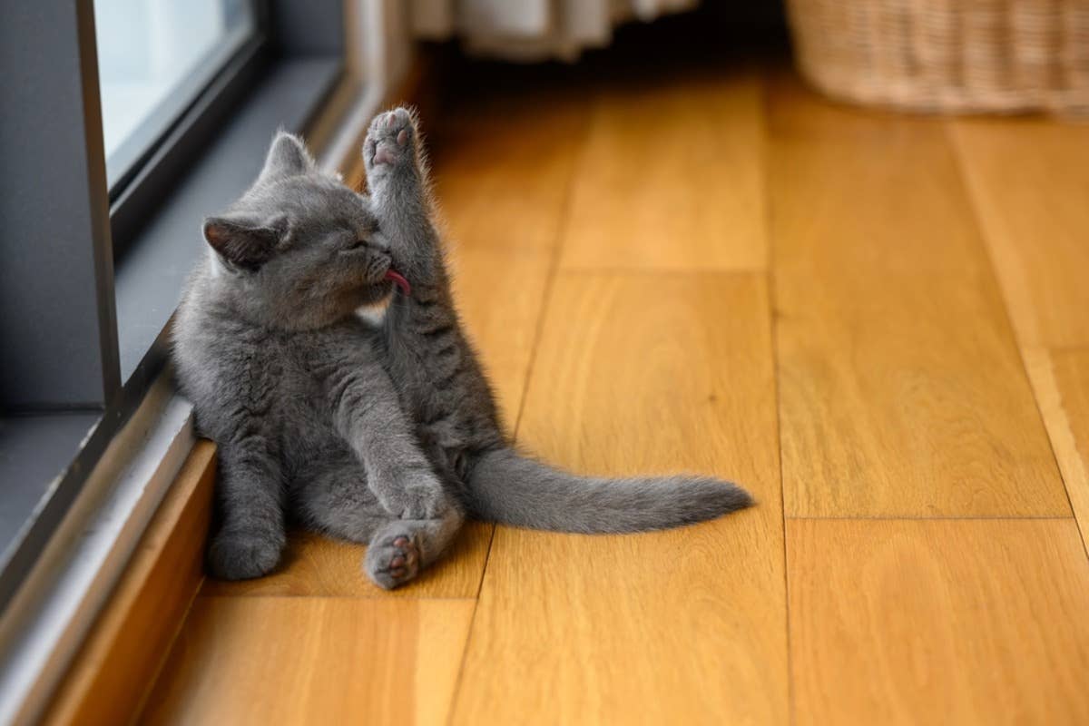 Senior Cat's Impeccable Balance Makes Him Stand Like a Perfect Ballet ...