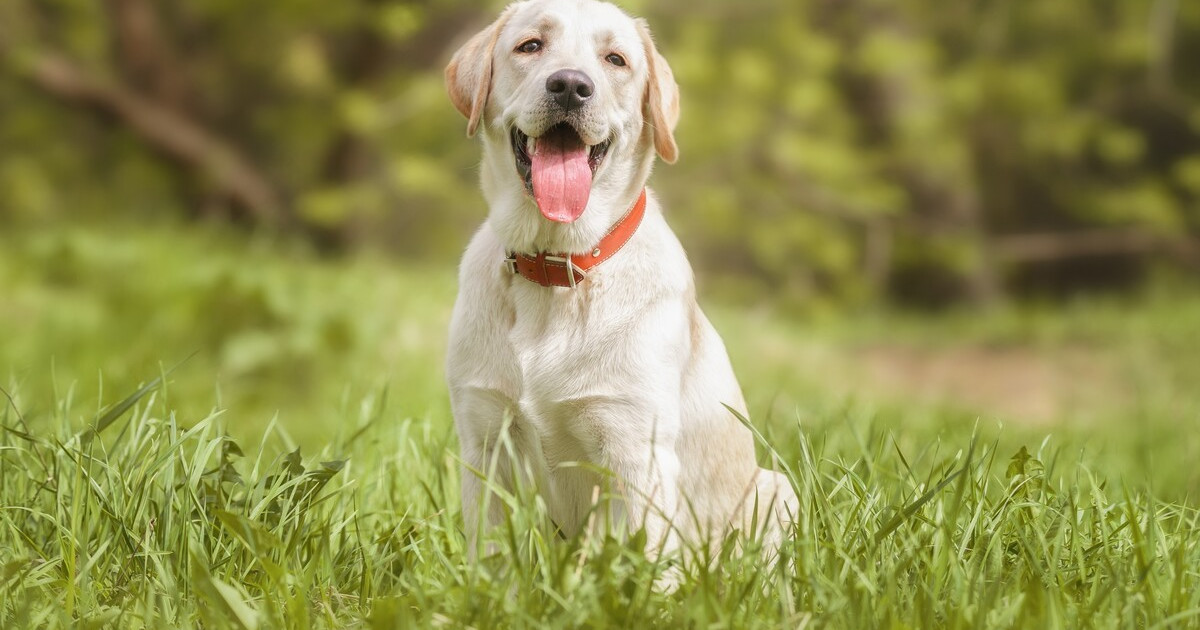 Labrador Unknowingly Helps Plant Pumpkin Garden That Ends up Taking ...