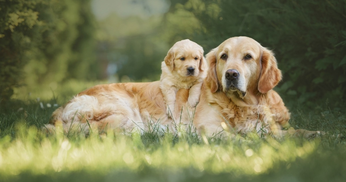 Golden Retriever’s Favorite Stuffie Becomes a Real Puppy and It’s Too ...