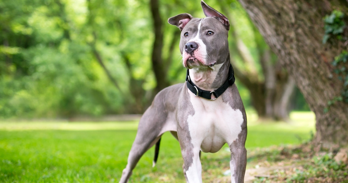One-Eyed Pit Bull Puppy's Gentle Interaction with Baby Bird Steals ...