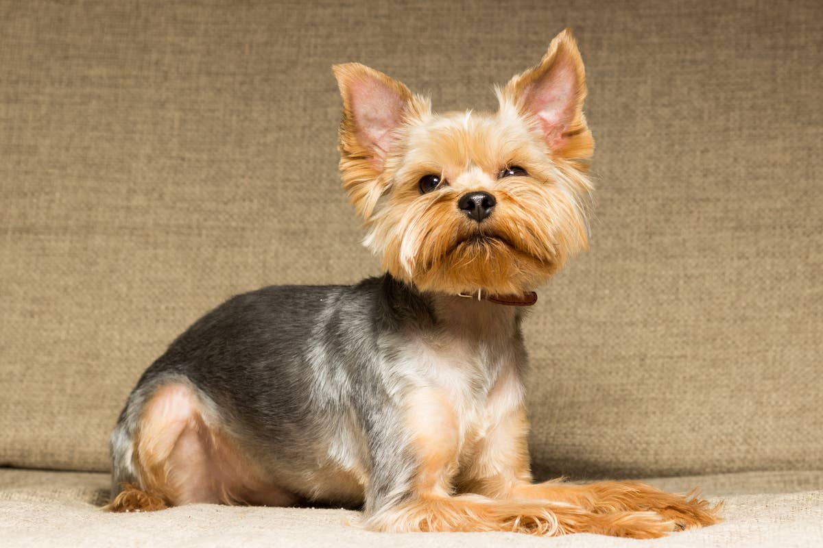 3-Pound Yorkie's Bold Way of 'Scolding' Human Is So Full of Sass ...