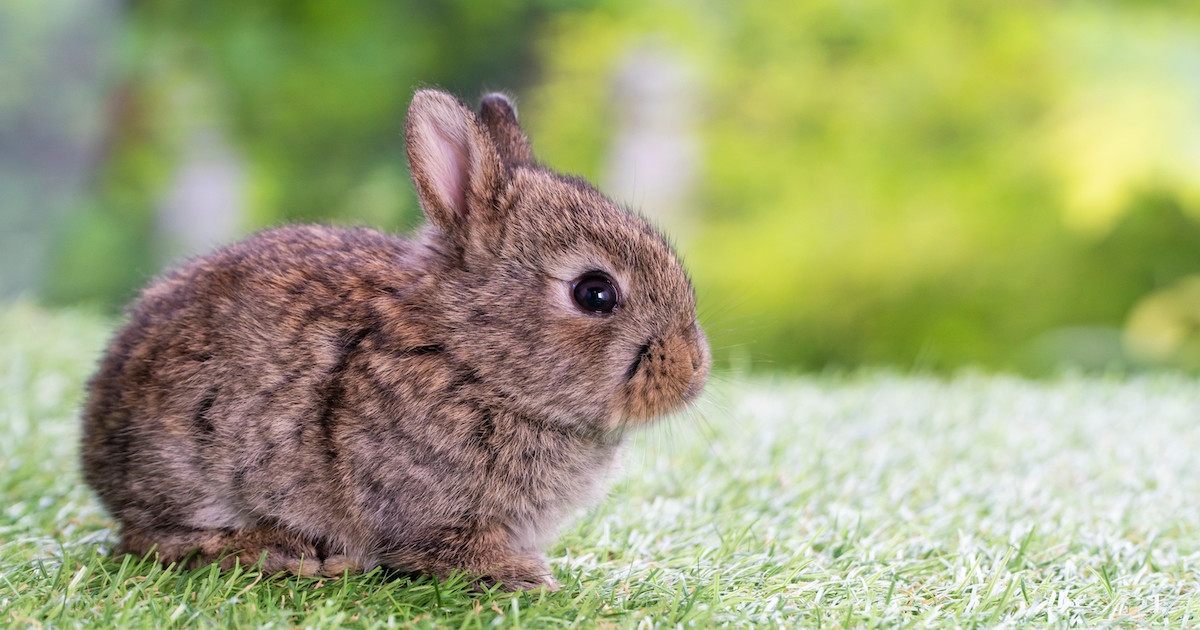 Dog Mom's Heartwarming Actions Save Week-Old Baby Bunny's Life - PetHelpful